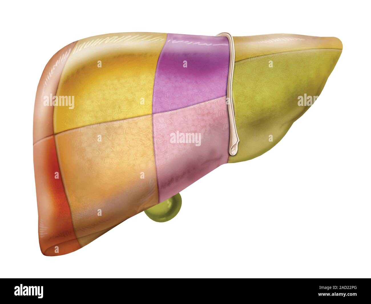 Illustration of the Hepatic segments the liver. This anterior view ...
