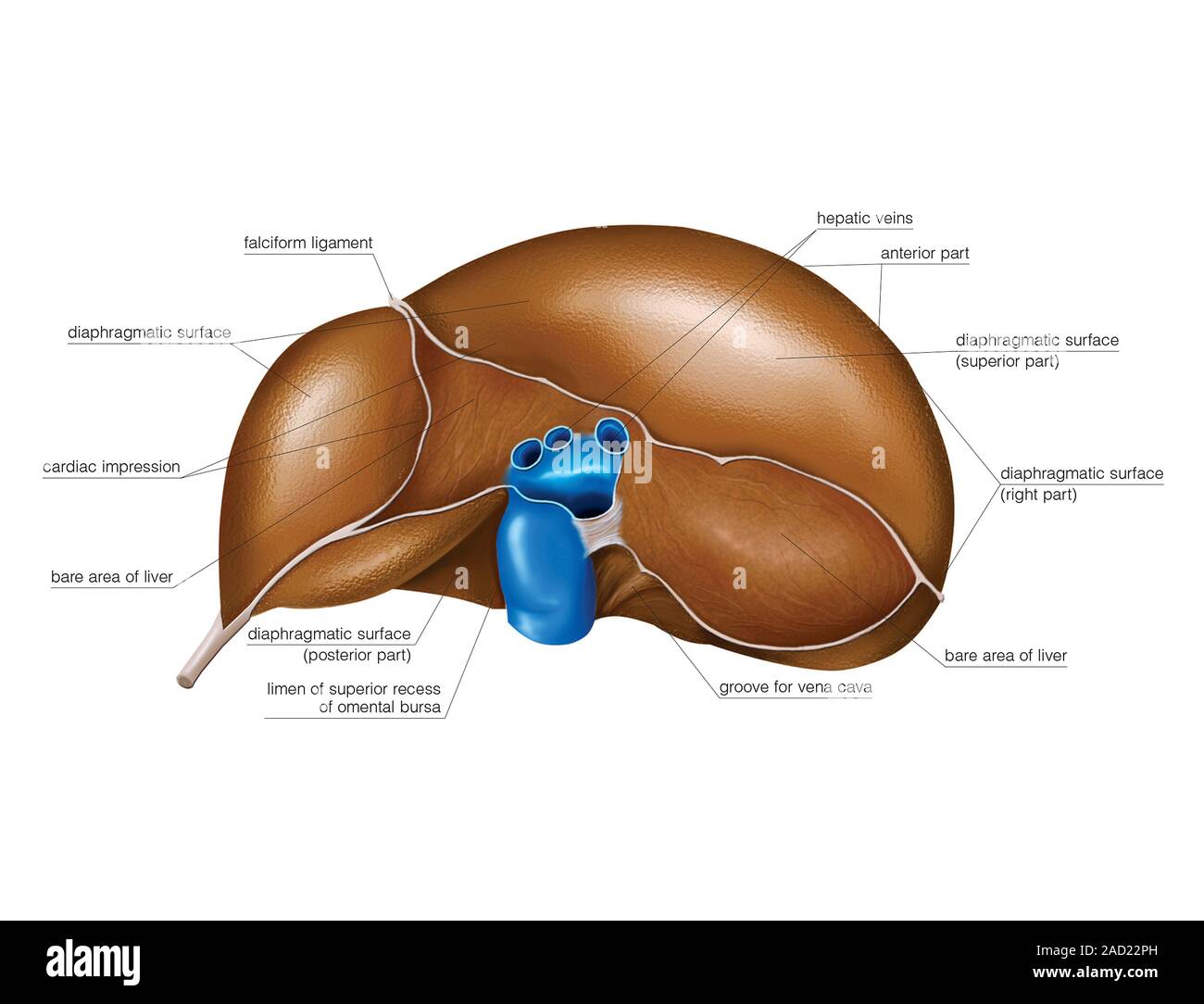 Illustration of the viscera surface of the liver. This superior view ...