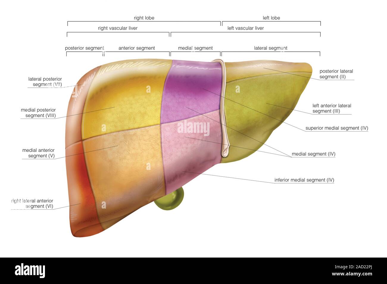 Illustration of the Hepatic segments the liver. This anterior view ...
