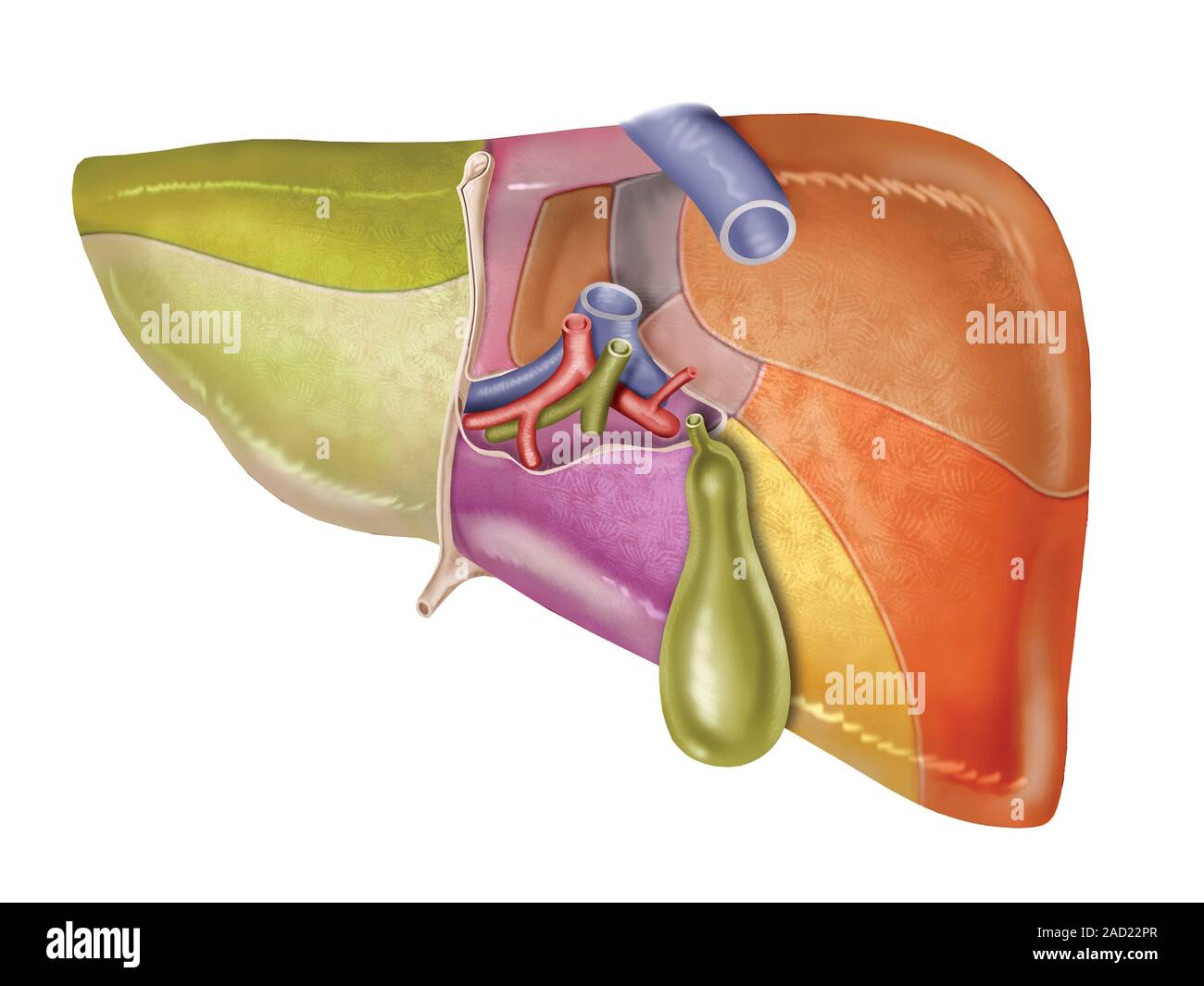 Illustration of the Hepatic segments the liver. This posterior view ...
