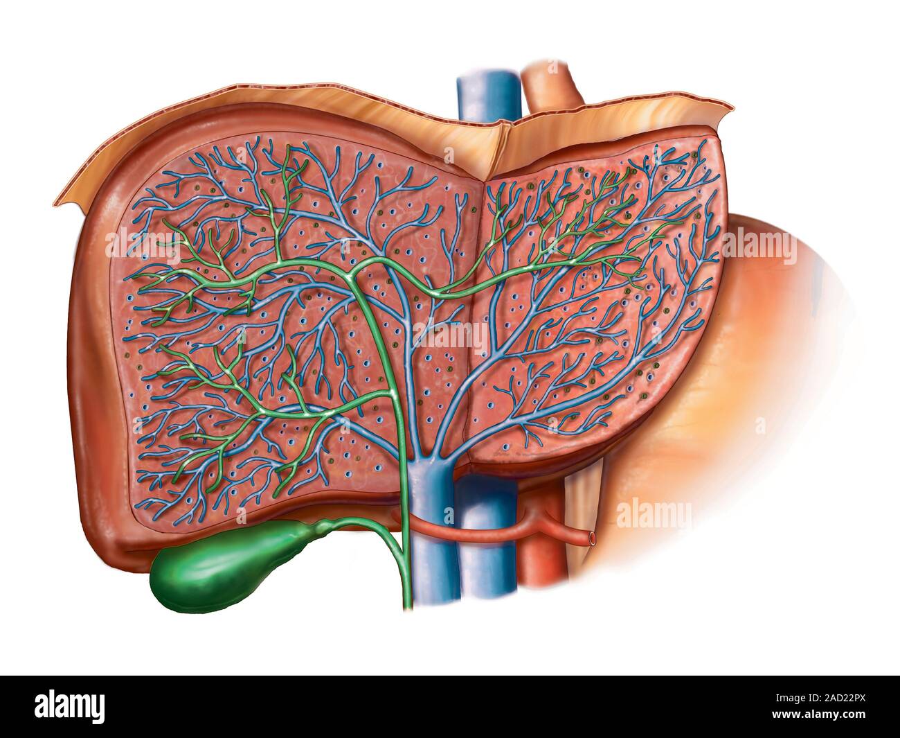 Illustration of the Arterial and Venous Vascularization and ...