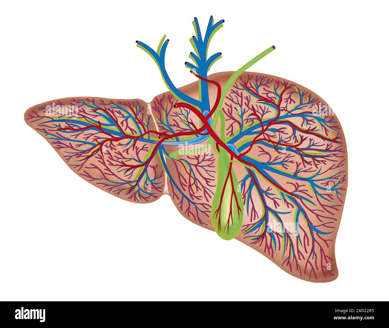 Schema of Venous Portal distribution and Intrahepatic Bile Ducts. This ...