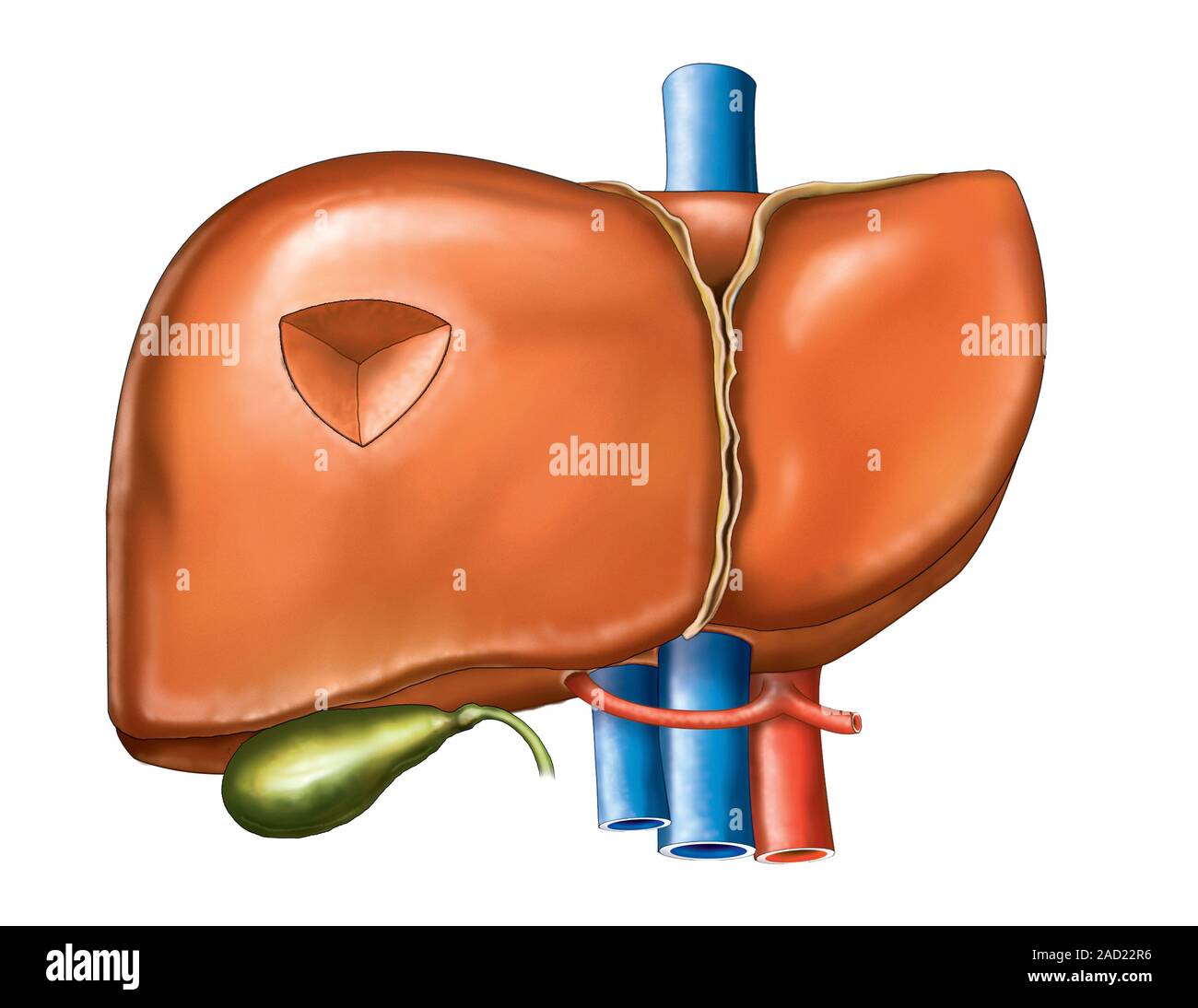 Illustration of the structure of the Lobule of Liver. This illustration ...