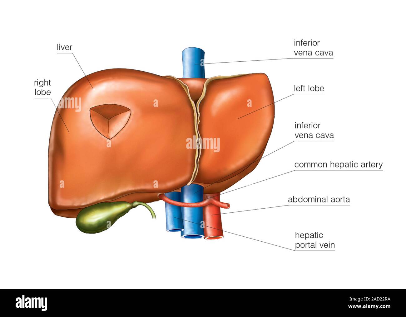 Illustration of the structure of the Lobule of Liver. This labelled ...