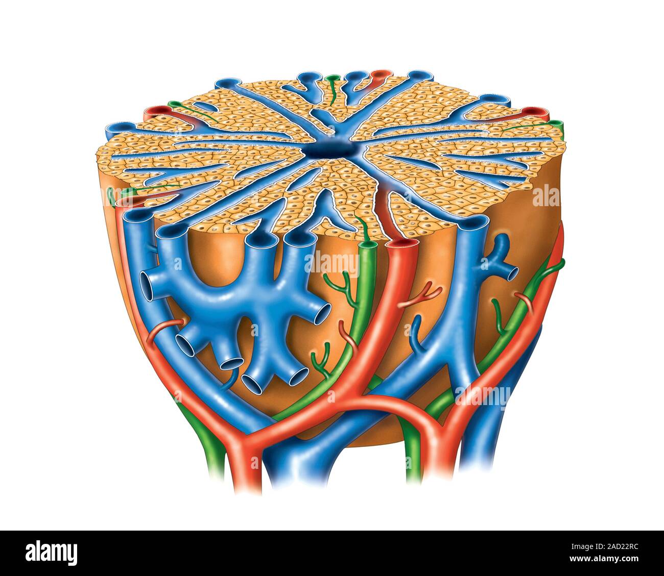 Illustration of the structure of the Lobule of Liver. This illustration ...