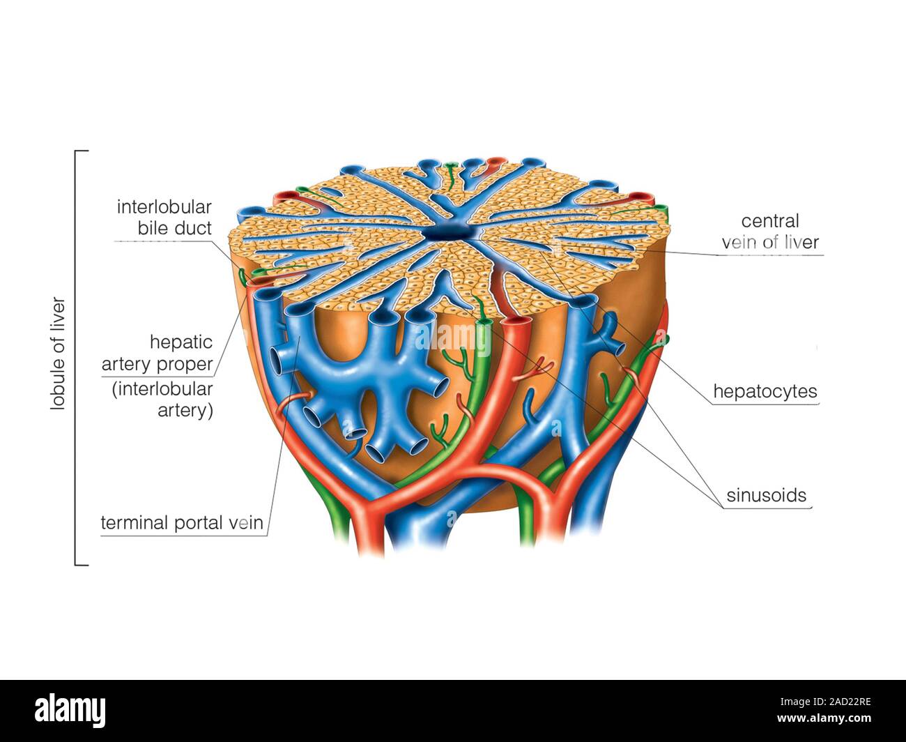 Illustration of the structure of the Lobule of Liver. This labelled ...