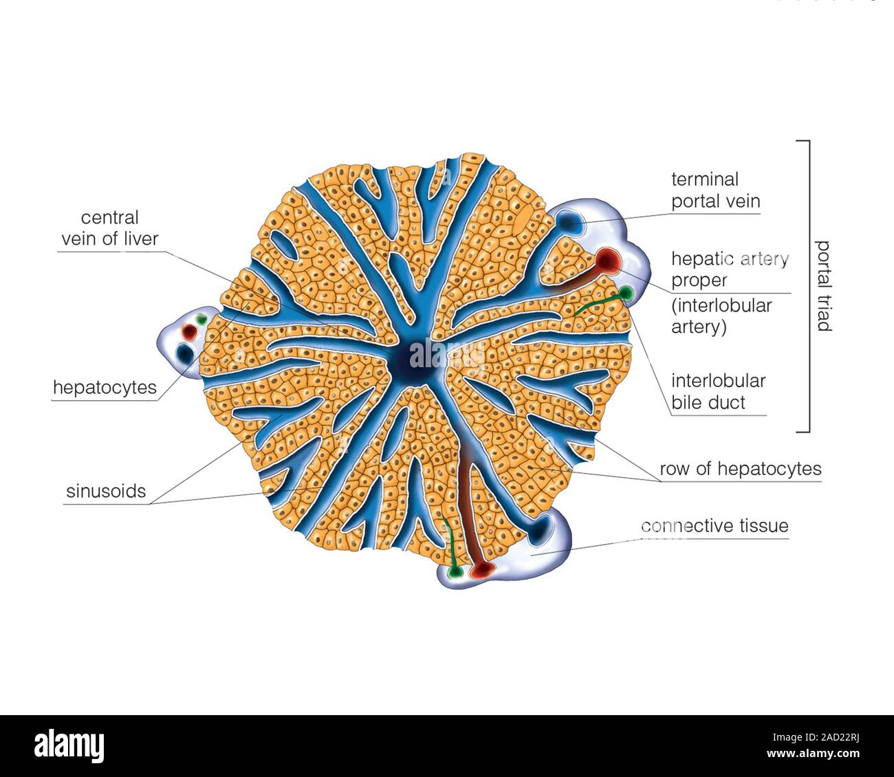 Illustration of the structure of the Lobule of Liver. This labelled ...