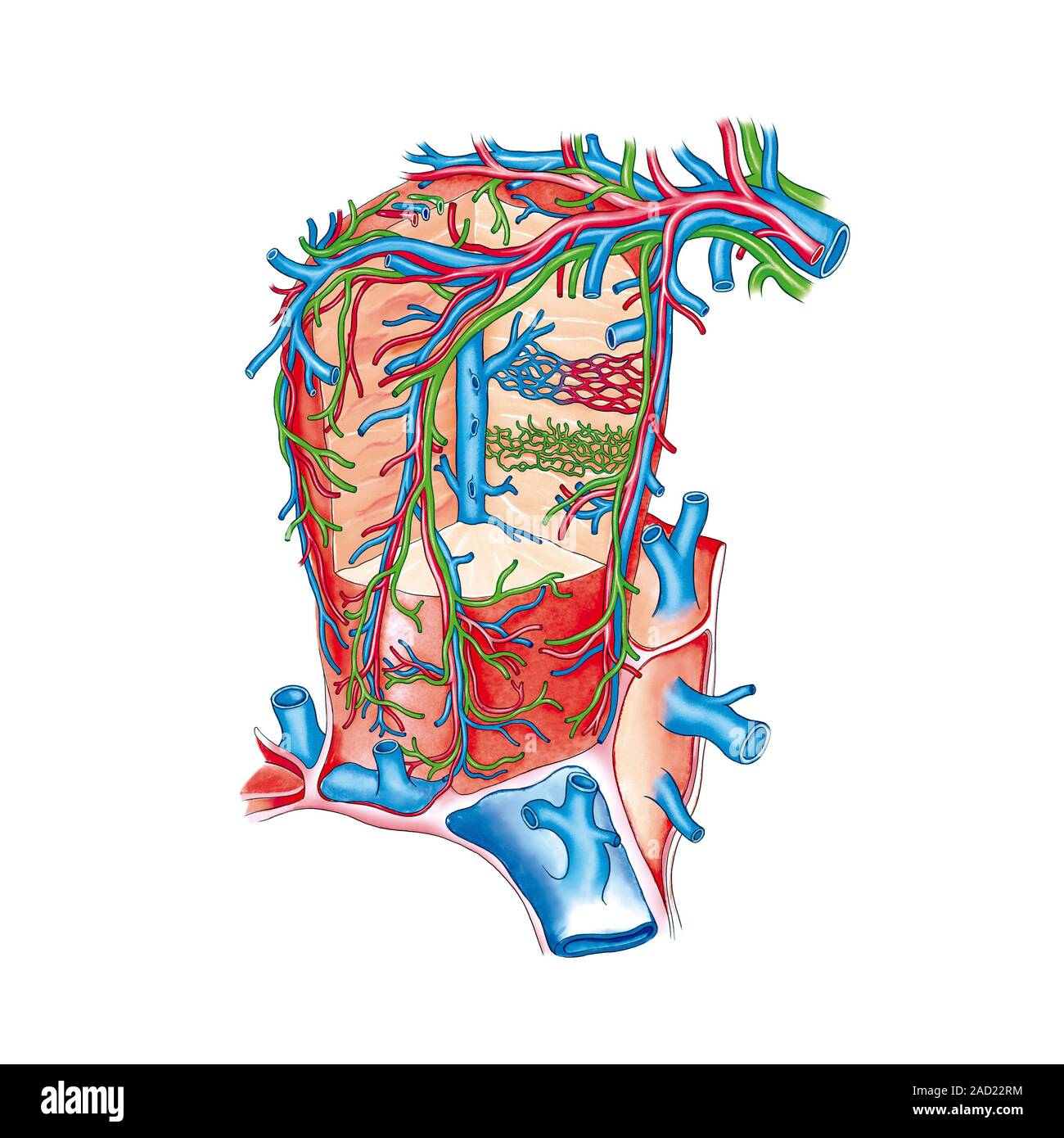 Illustration of the structure of the Lobule of Liver. This illustration ...