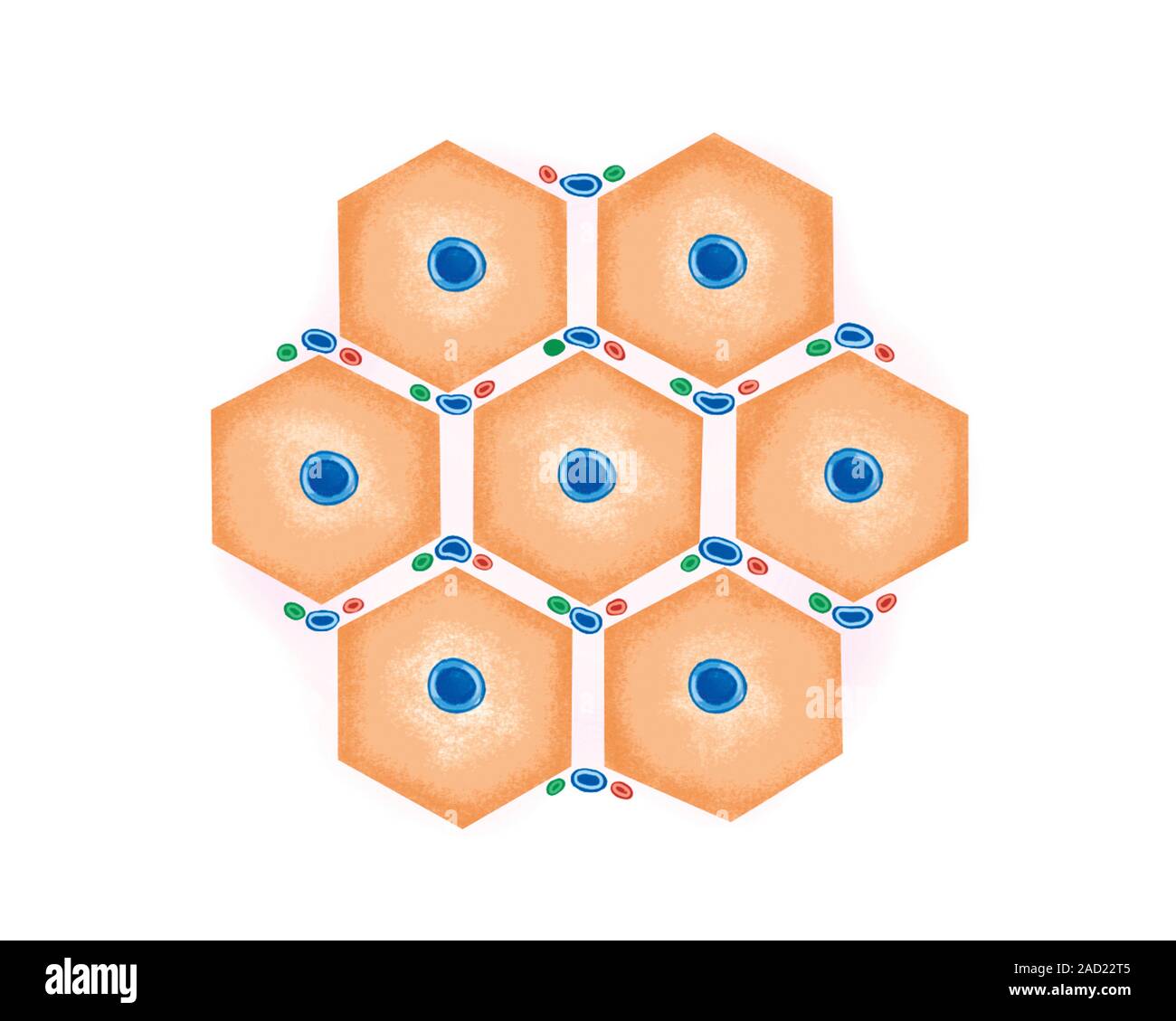 Illustration of the structure of the Lobule of Liver. Schema of Hepatic ...