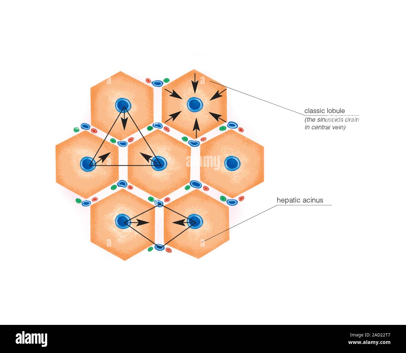 Illustration of the structure of the Lobule of Liver. Schema of Hepatic ...