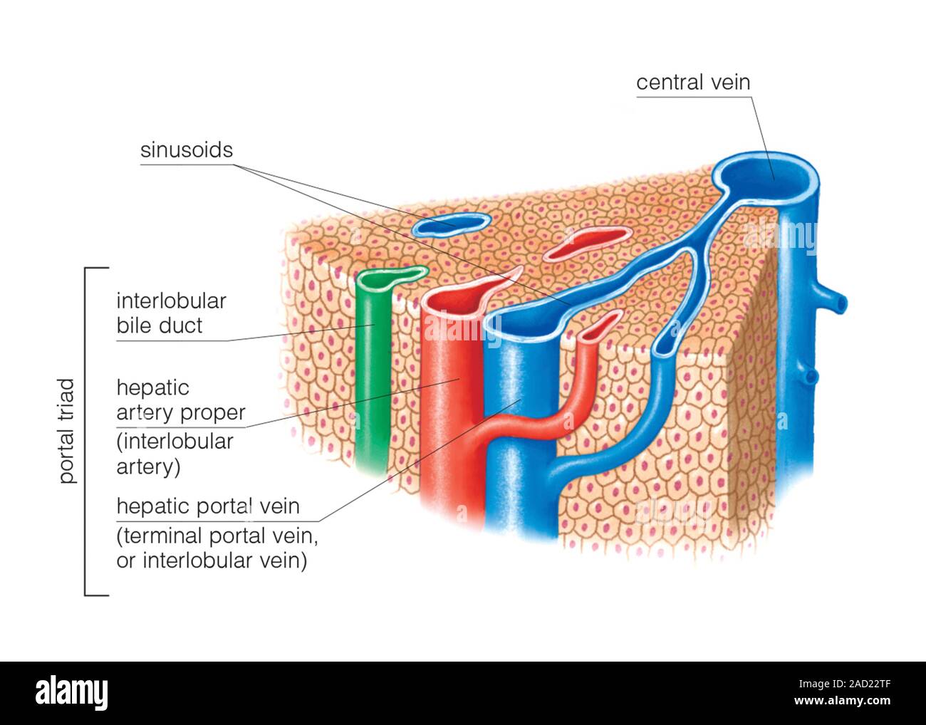 Illustration of the structure of the Lobule of Liver. This labelled ...