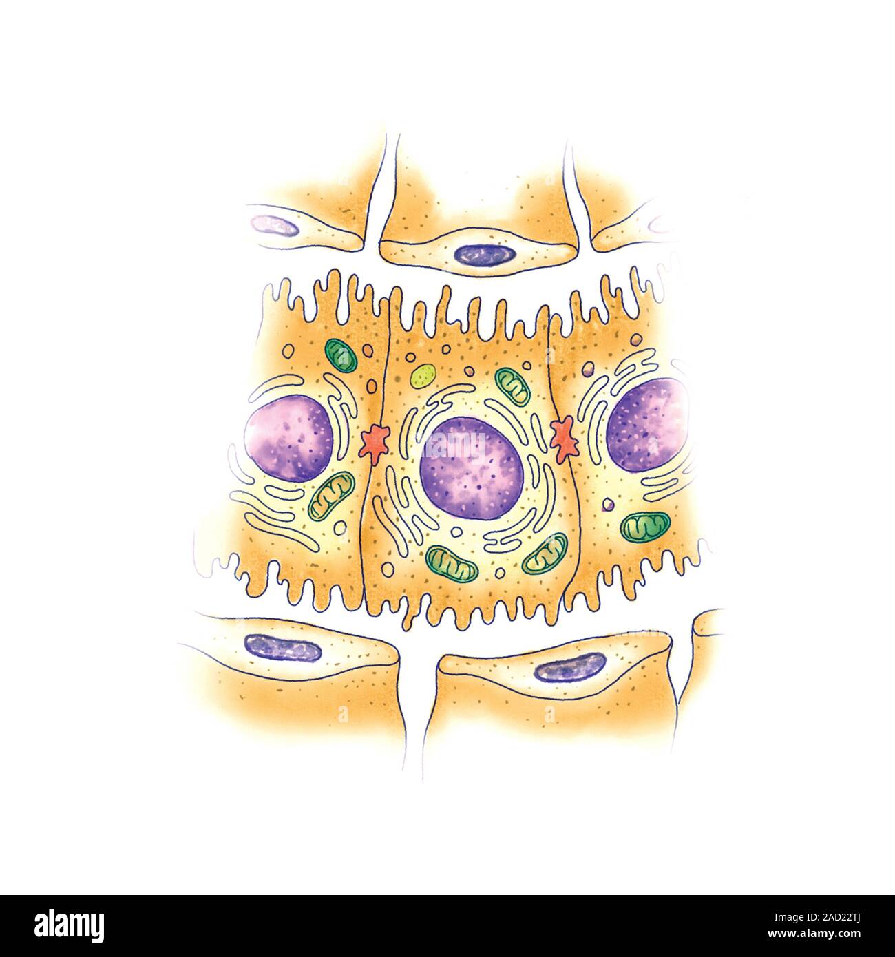 Illustration of the structure of the Lobule of Liver. This illustration ...