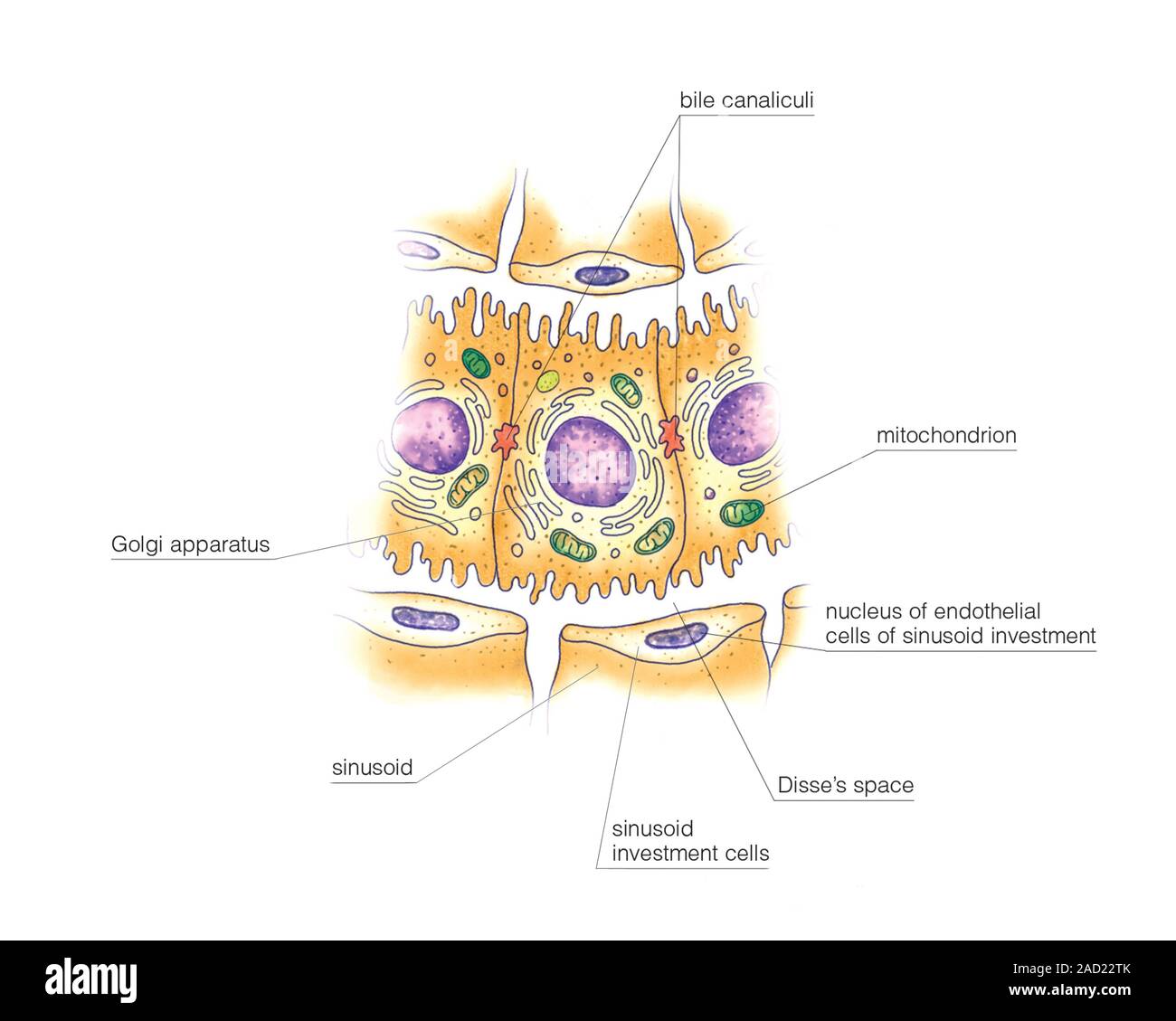 Illustration of the structure of the Lobule of Liver. This labelled ...
