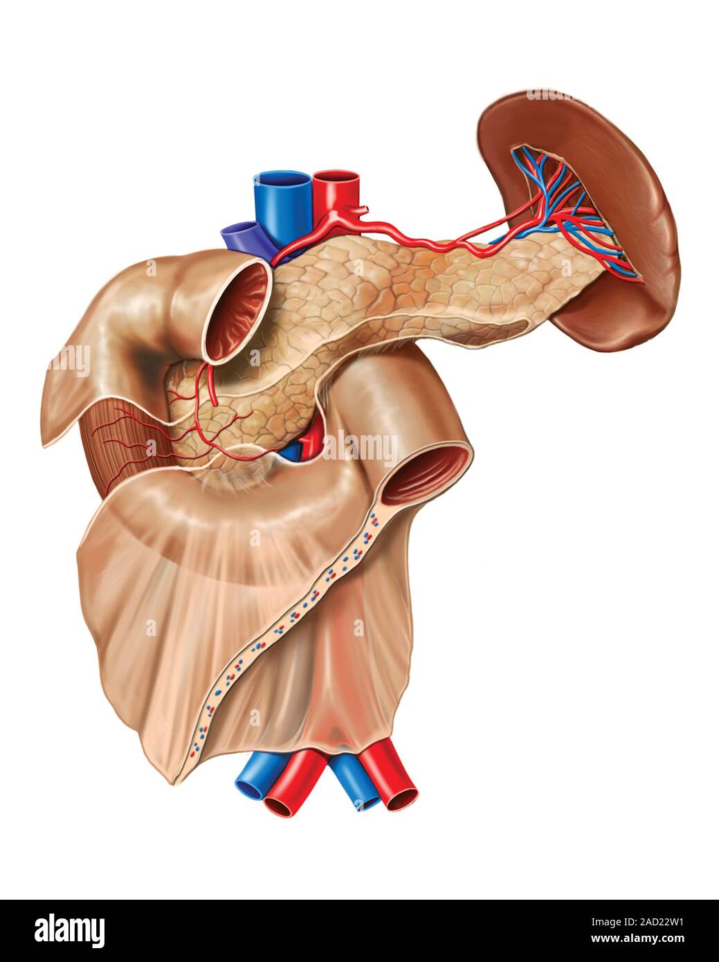 Illustration of the Pancreas, location and adjacent organs. This ...