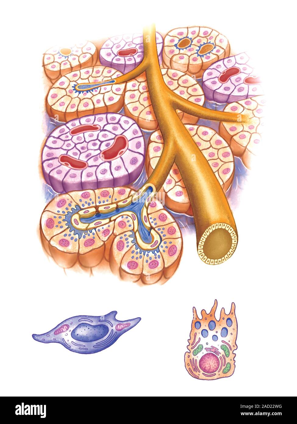 Illustration of the Spleen. This illustration is from Asklepios Atlas ...
