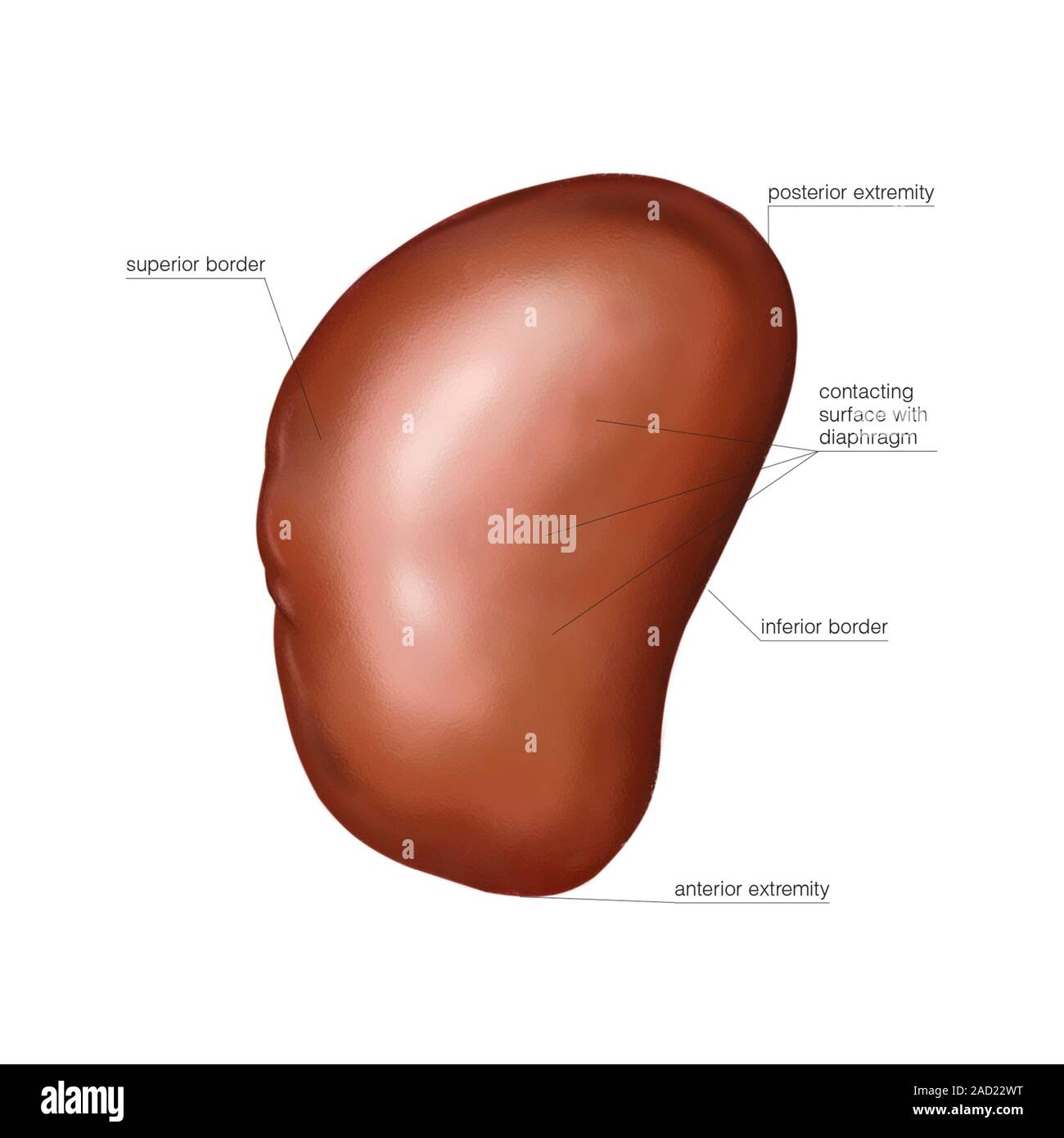 Illustration of the caudal diaphragmatic surface of the Spleen. This ...