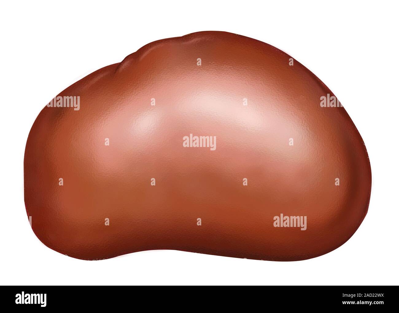 Illustration of the caudal diaphragmatic surface of the Spleen. This ...