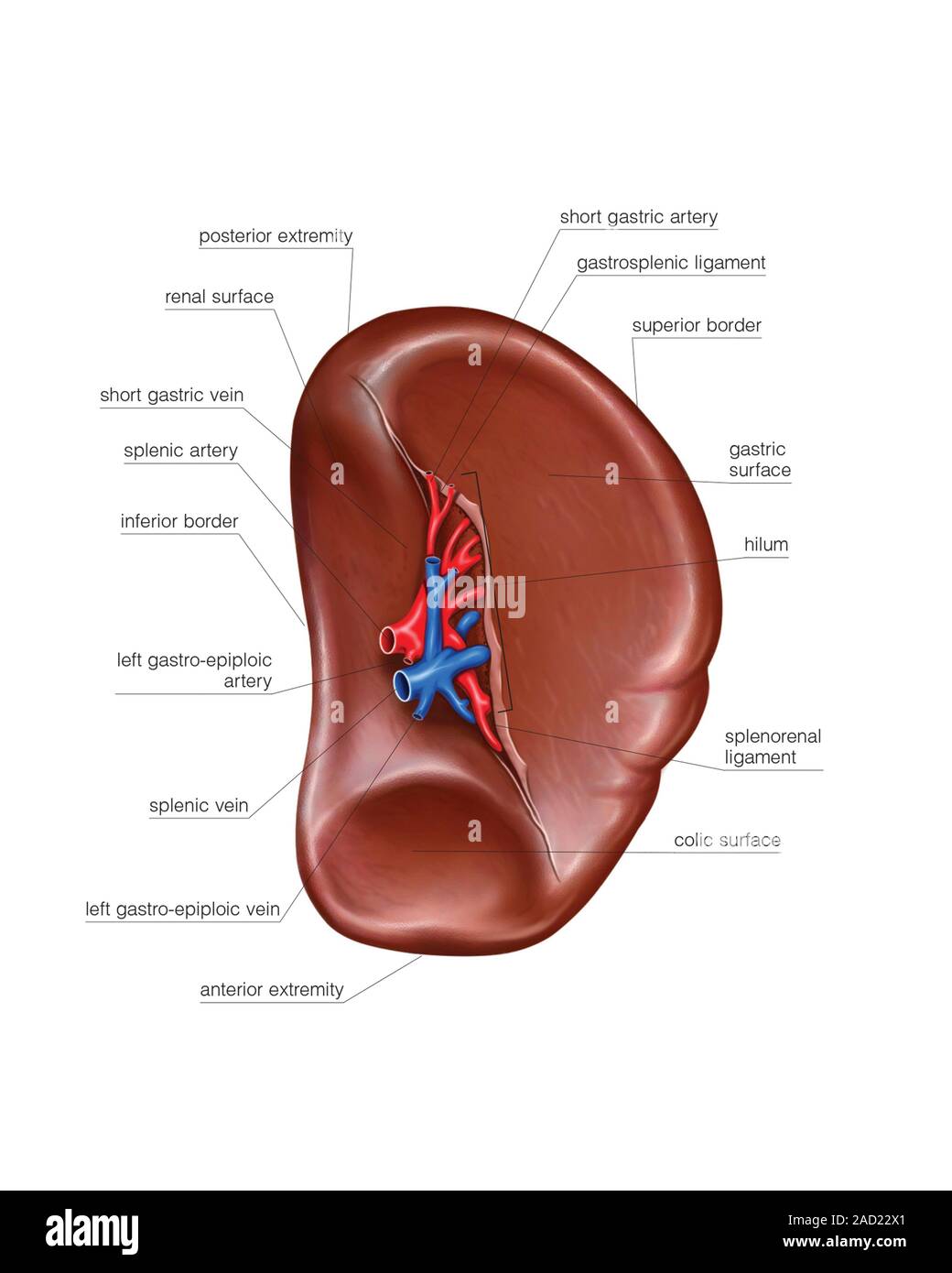 Illustration of the visceral surface of the Spleen. This labelled ...