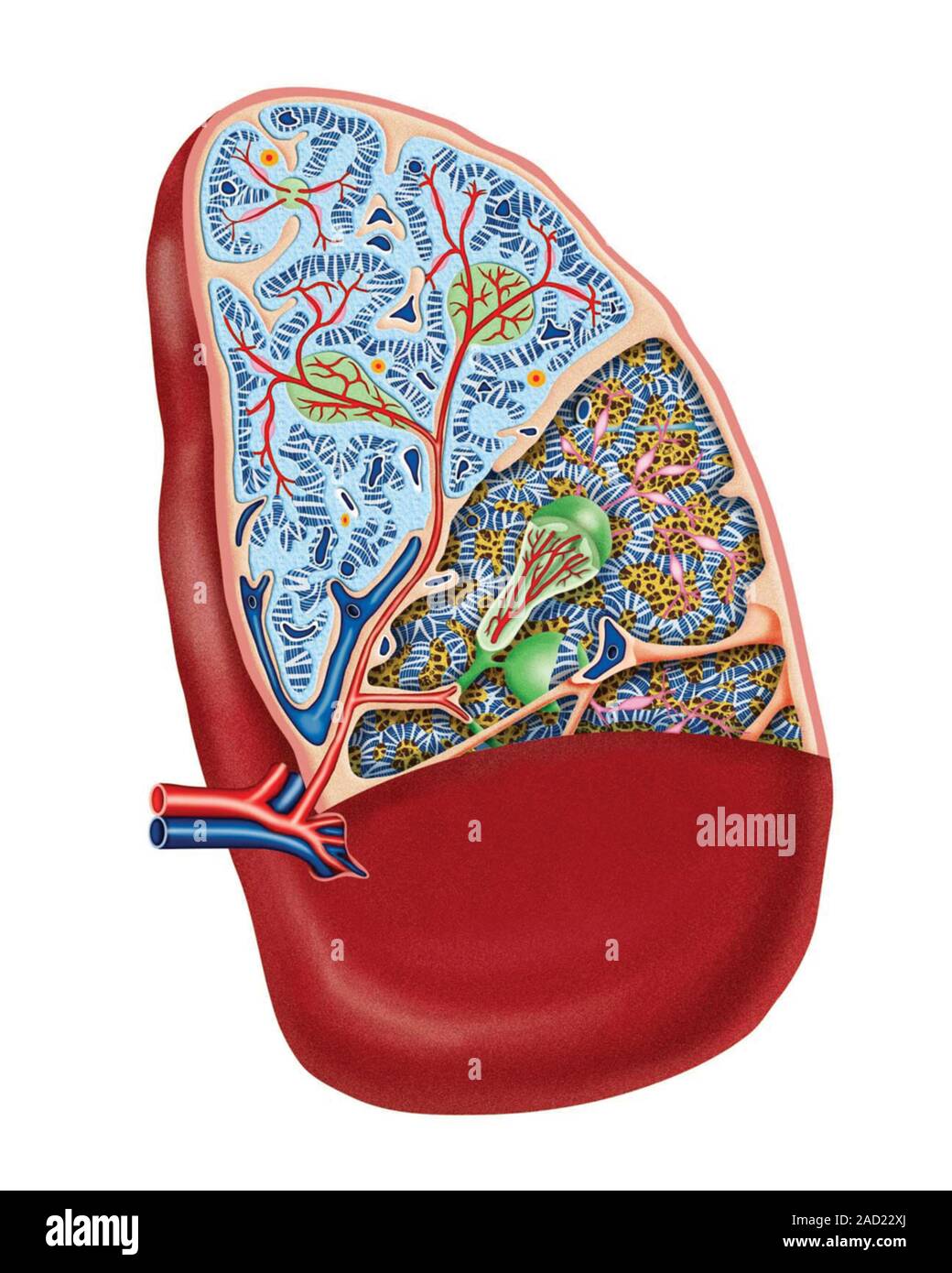 Illustration of the histological structure of the Spleen. This ...