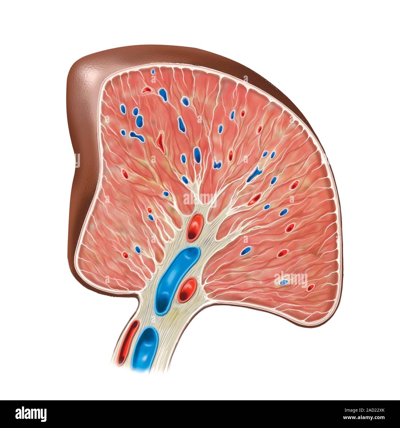 Illustration of the transverse section of the Spleen. This caudal view ...
