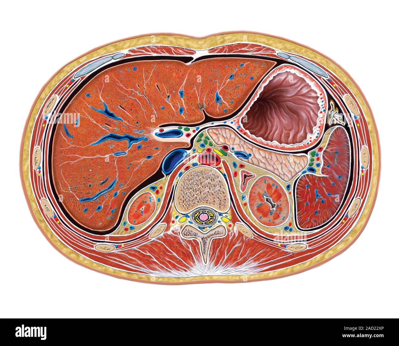 Illustration of the abdomen, transverse section at level to ...