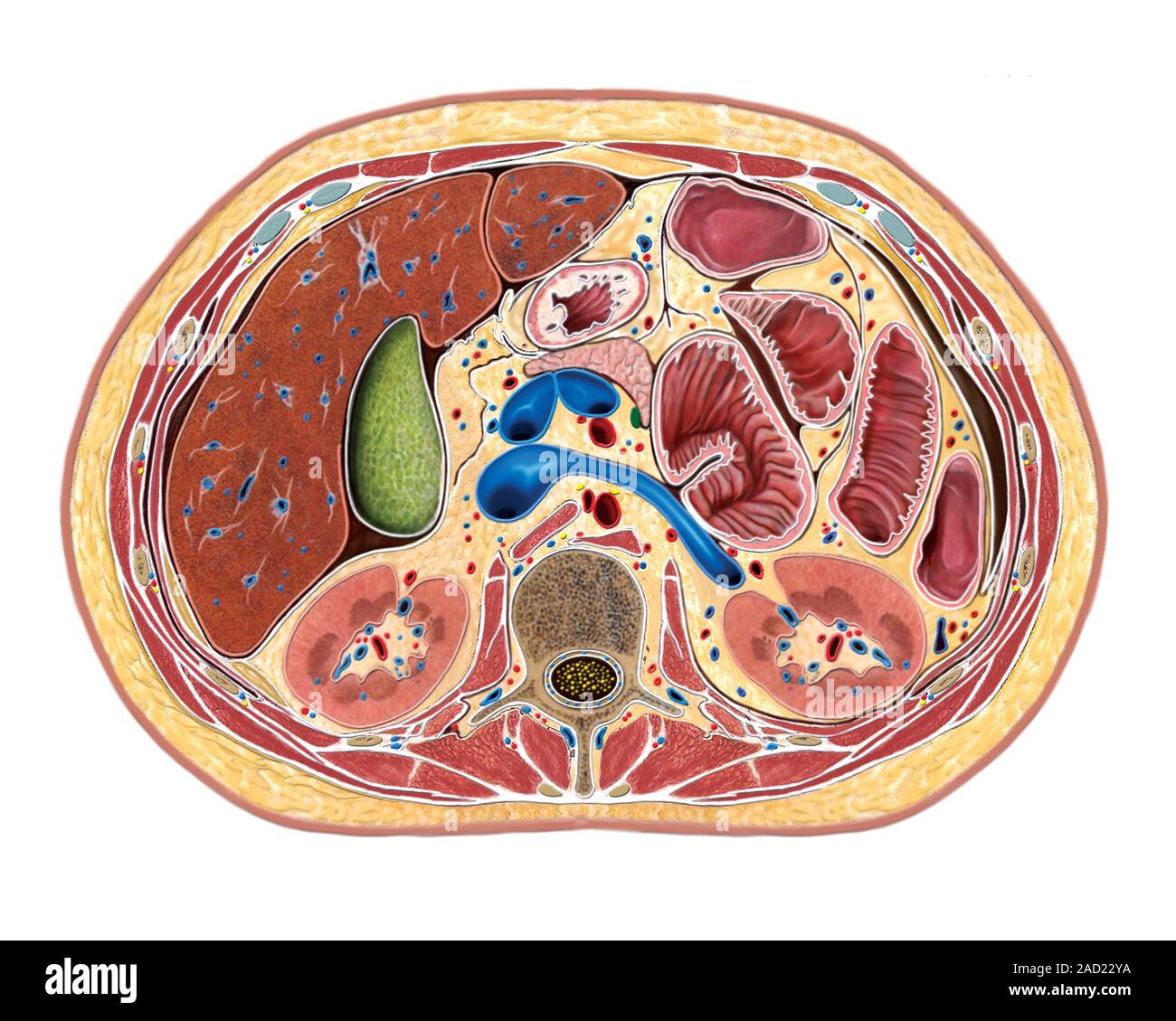 Illustration of the abdomen, transverse section at level to LI Vertebra ...