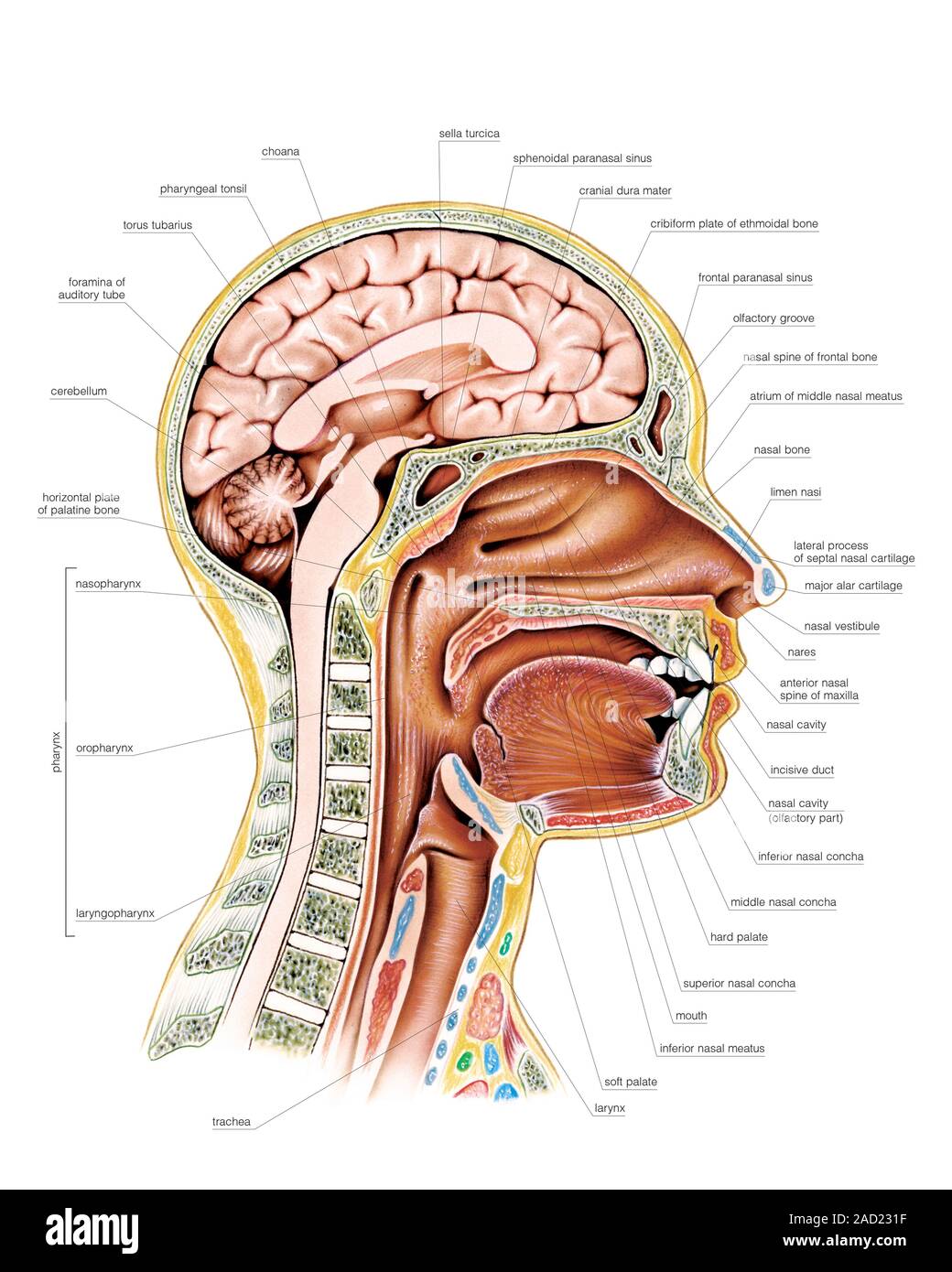 Illustration of the Upper Respiratory Tract. This lateral view labelled ...