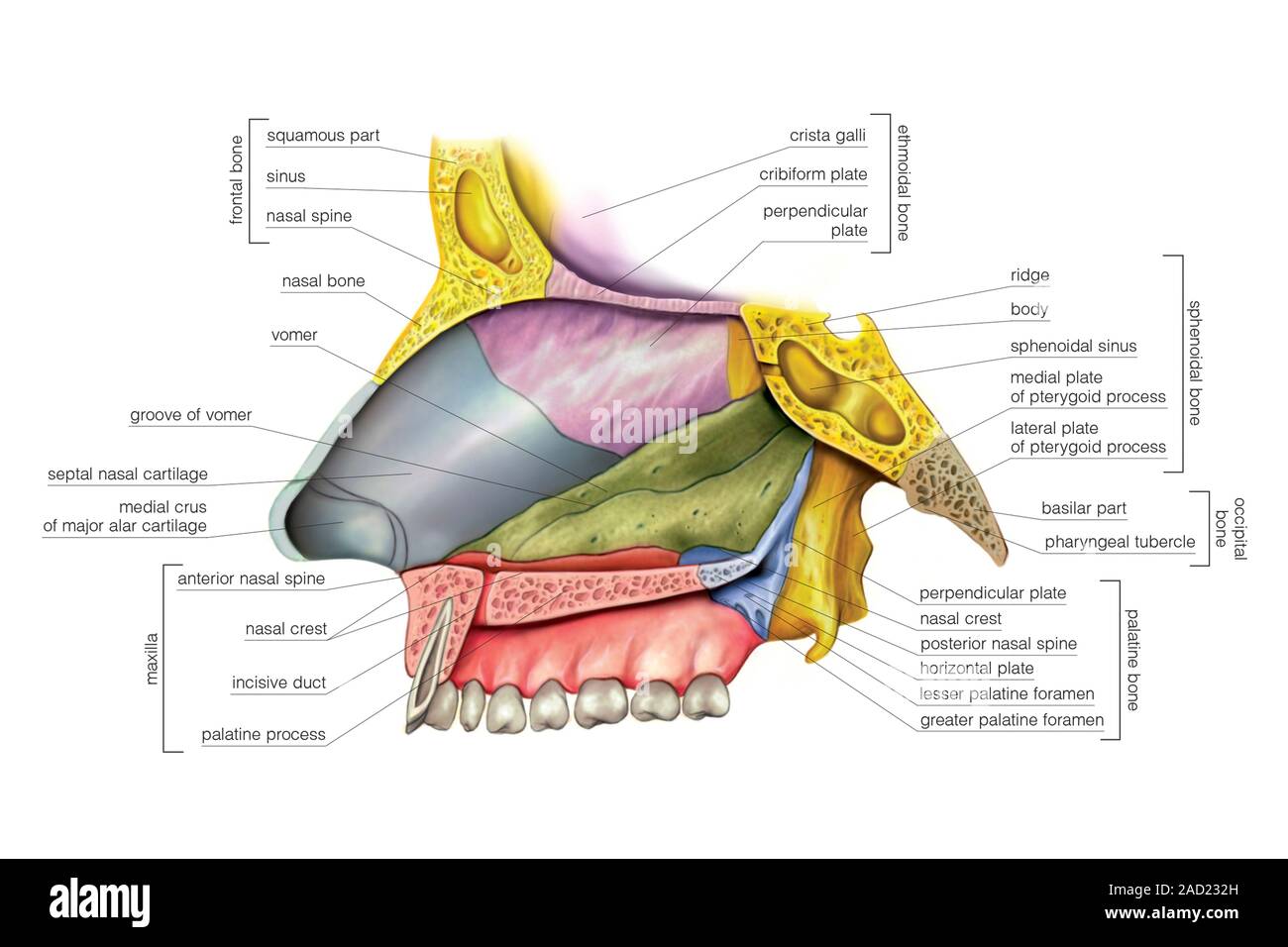 Illustration of the Upper Respiratory Tract, Nasal Cavity. This medial ...