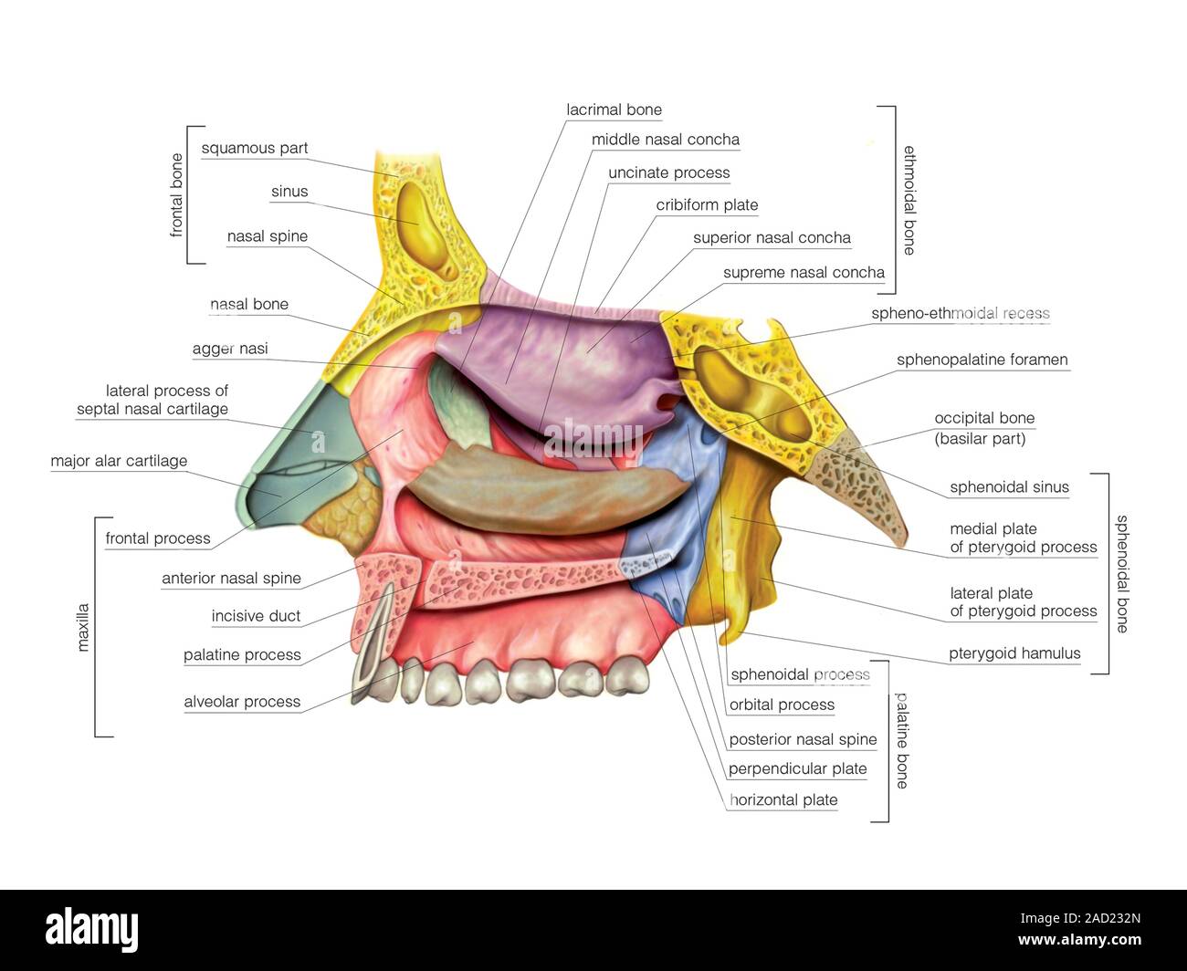Illustration of the Upper Respiratory Tract, Nasal Cavity. This medial ...