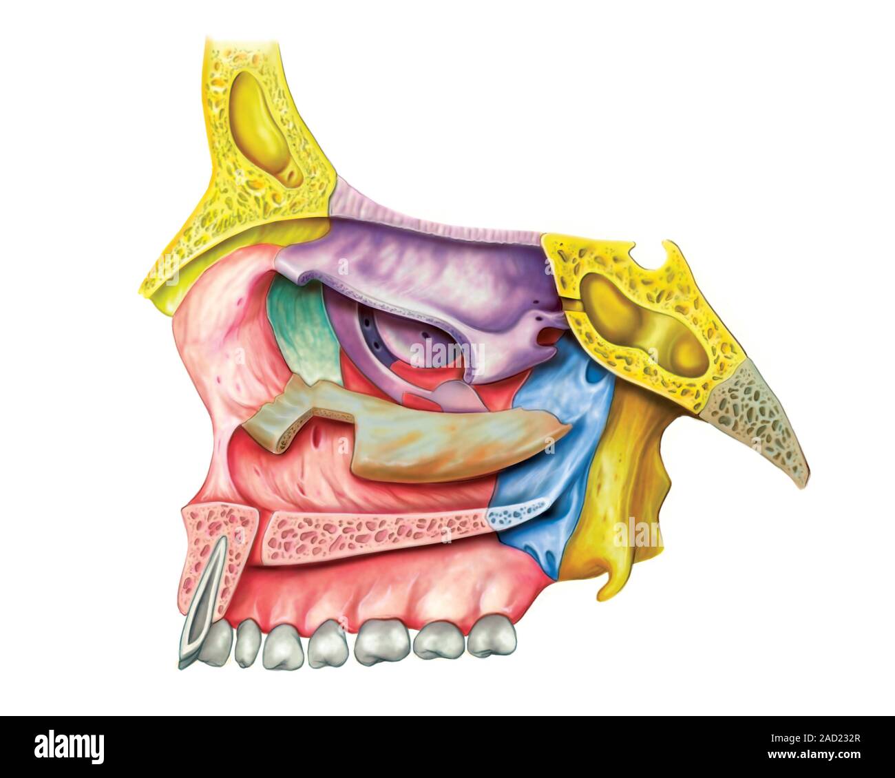 Illustration of the Upper Respiratory Tract, Nasal Cavity. This medial ...