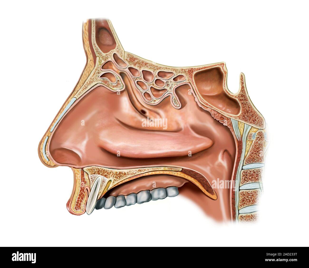 Illustration of the Upper Respiratory Tract, Paranasal sinuses. This ...