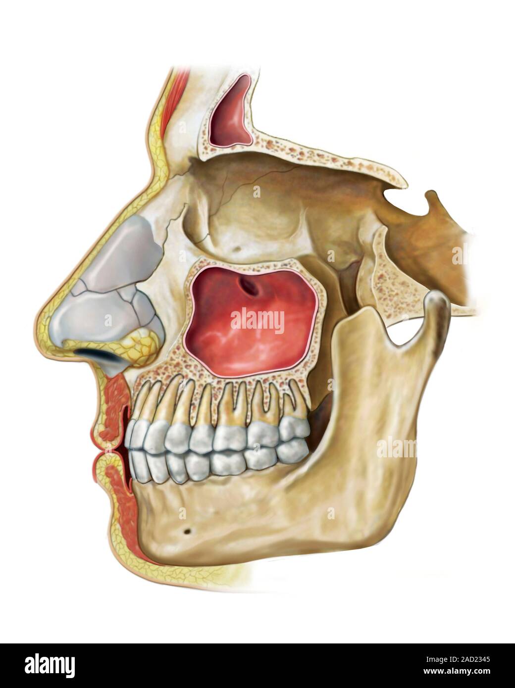 Illustration of the Upper Respiratory Tract, Paranasal sinuses. This ...