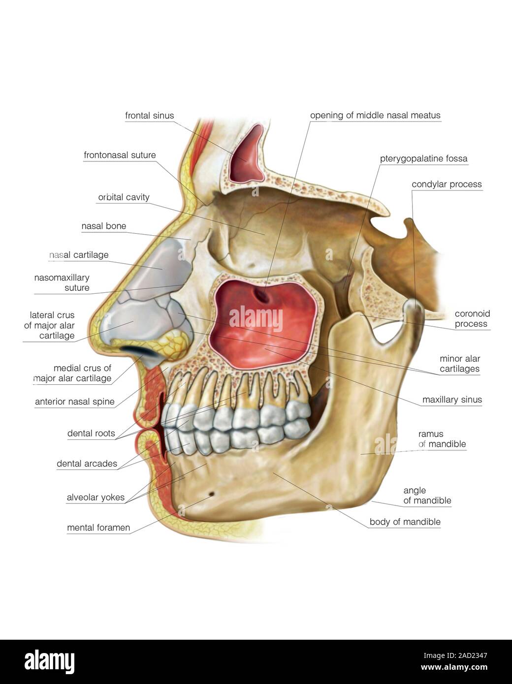 Illustration of the Upper Respiratory Tract, Paranasal sinuses. This ...