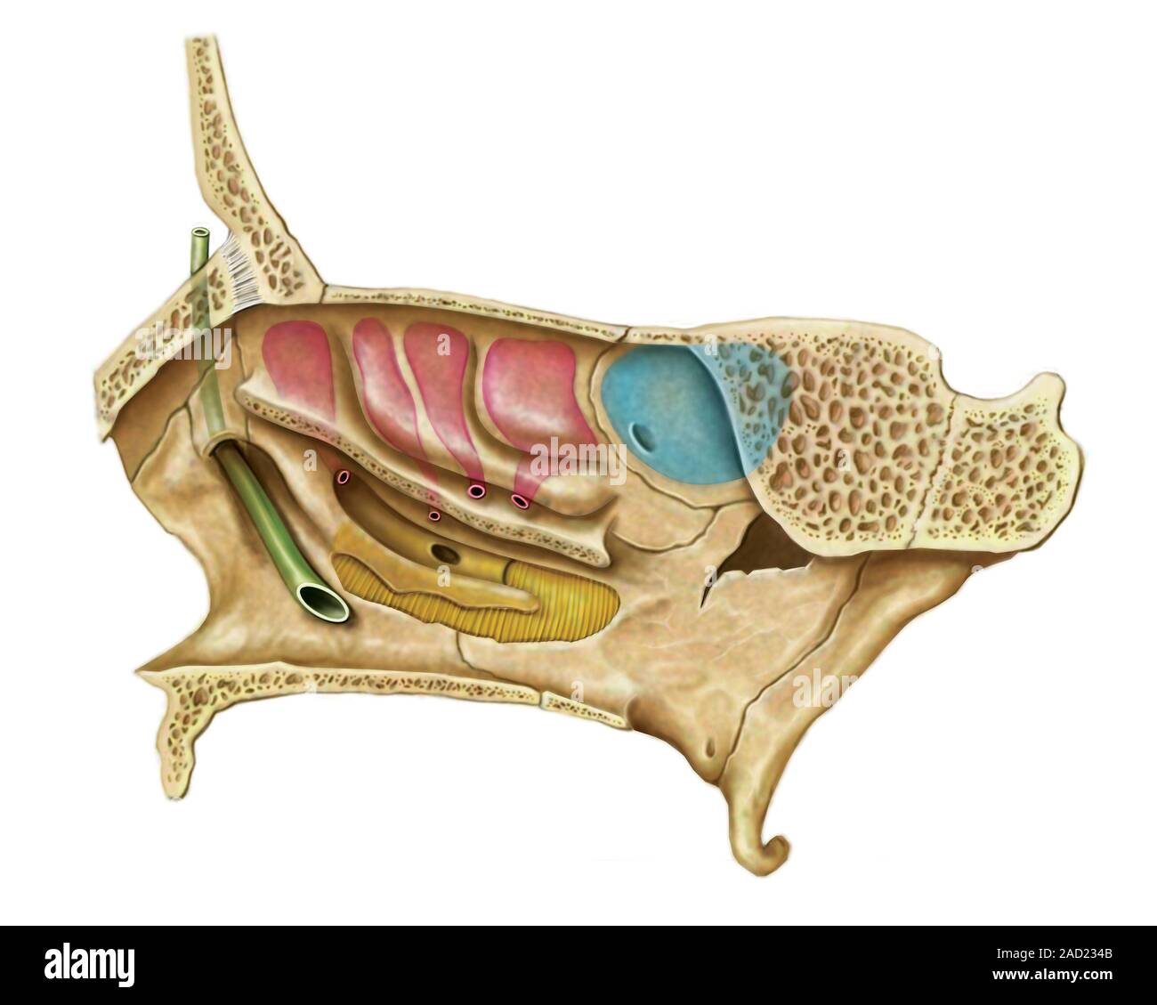 Illustration of the Upper Respiratory Tract, Paranasal sinuses, bones ...