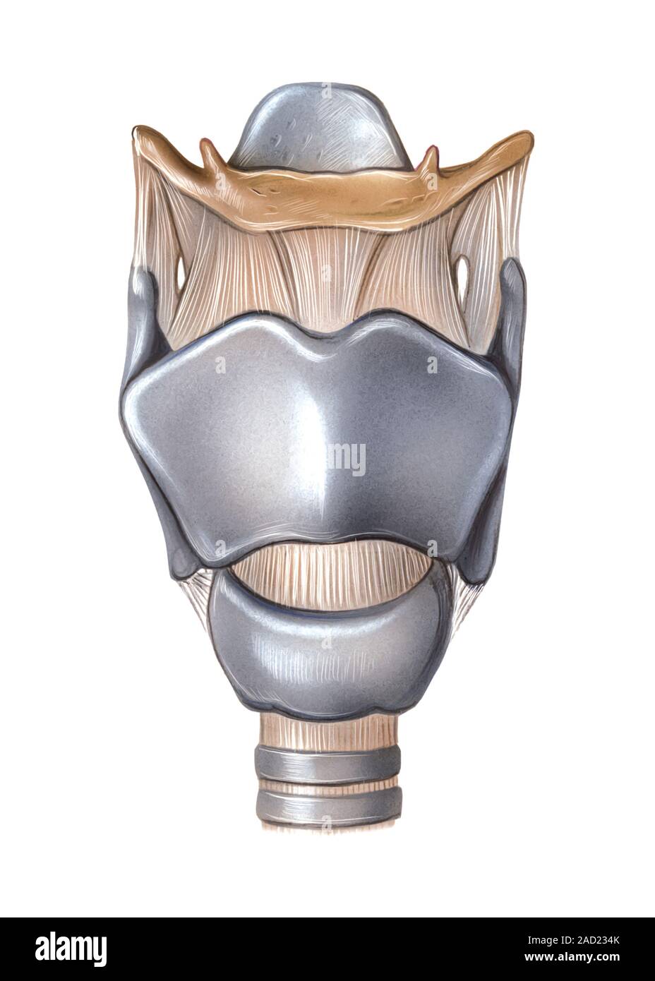 Illustration of the Upper Respiratory Tract, Larynx. This anterior view ...