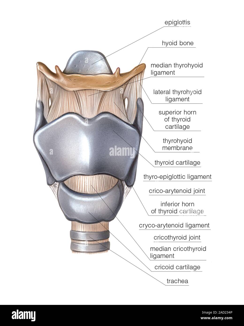 Illustration of the Upper Respiratory Tract, Larynx. This anterior view ...