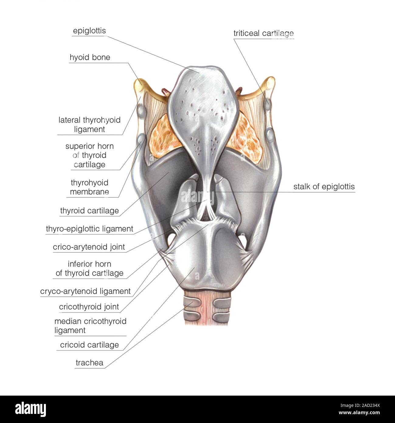 Illustration of the Upper Respiratory Tract, Larynx. This posterior ...