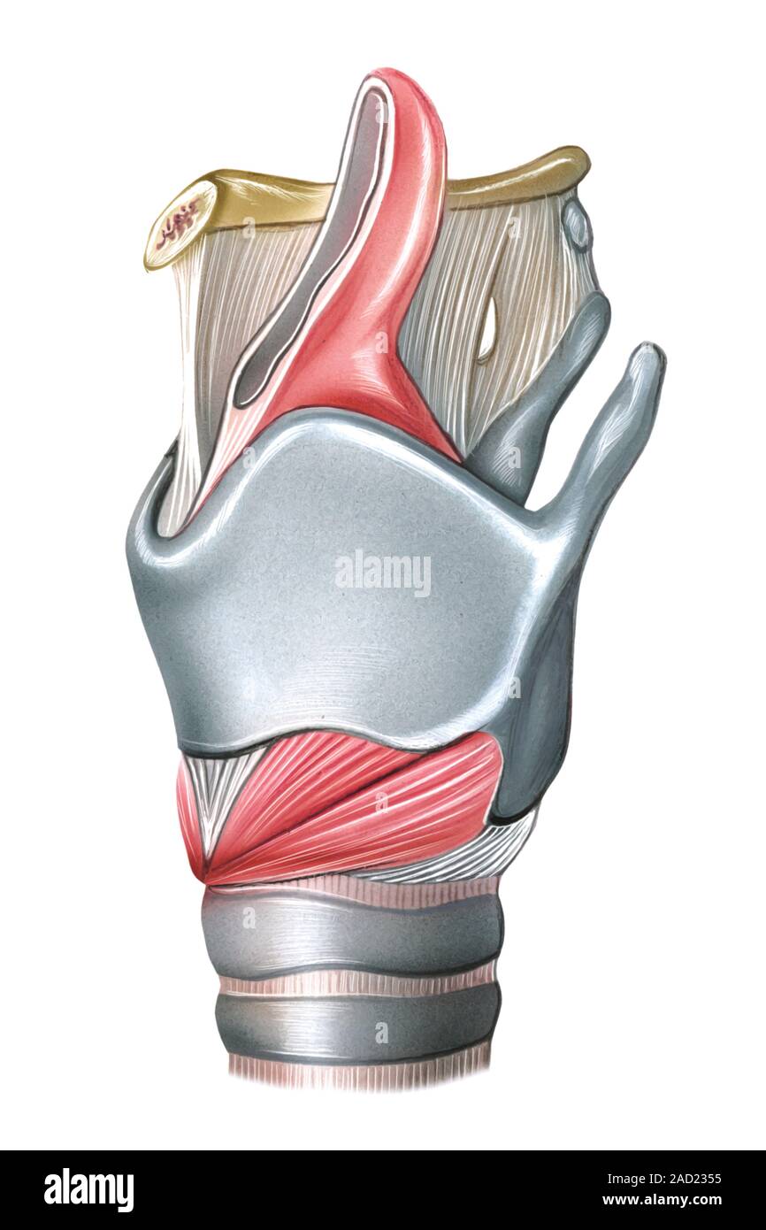 Illustration of the Upper Respiratory Tract, Larynx. This anterolateral ...