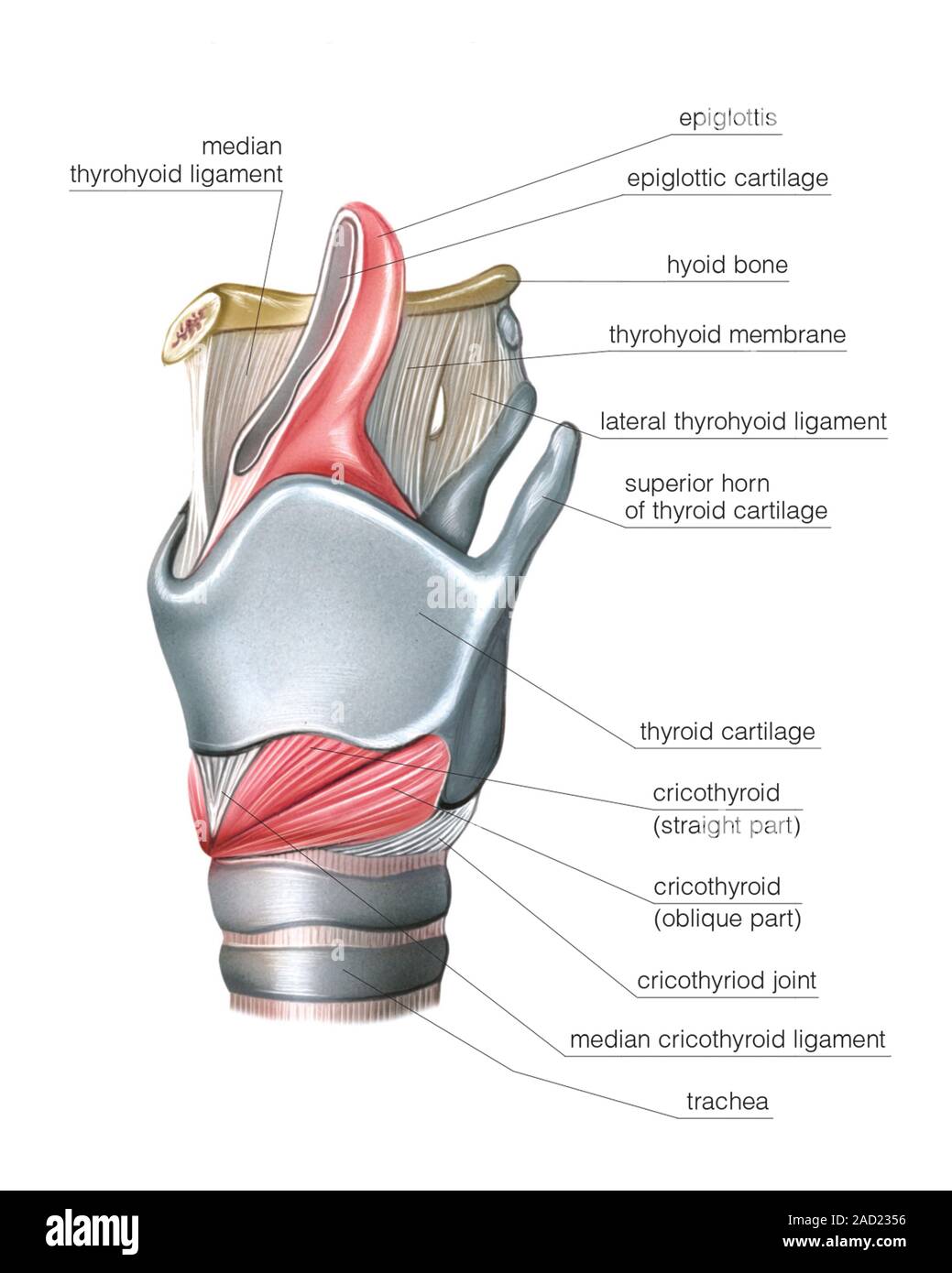 Illustration of the Upper Respiratory Tract, Larynx. This anterolateral ...
