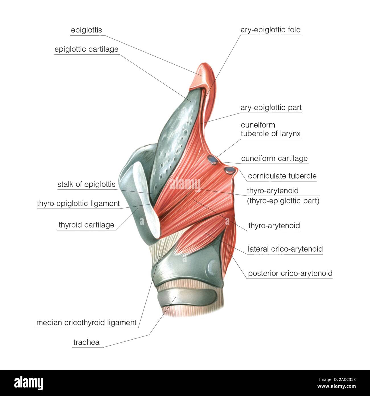 Illustration of the Upper Respiratory Tract, Larynx. This lateral view ...