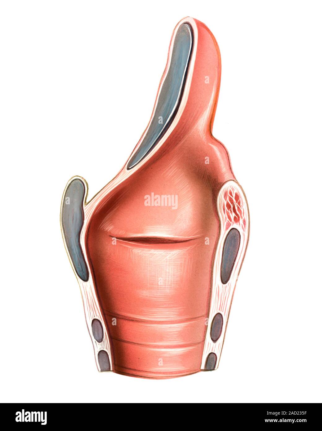 Illustration of the Upper Respiratory Tract, Larynx. This sagittal ...