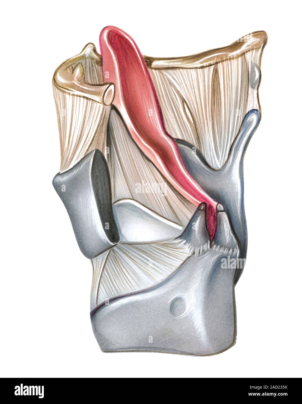 Illustration of the Upper Respiratory Tract, Larynx. This posterior ...