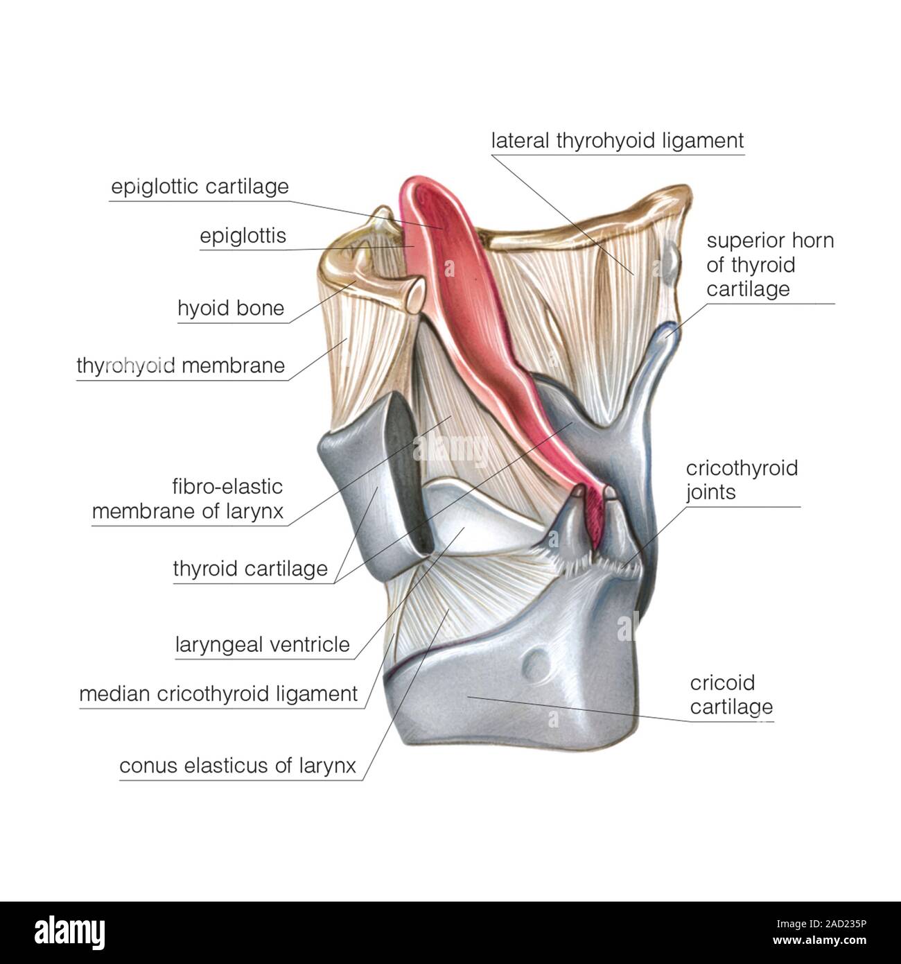 Illustration of the Upper Respiratory Tract, Larynx. This posterior ...