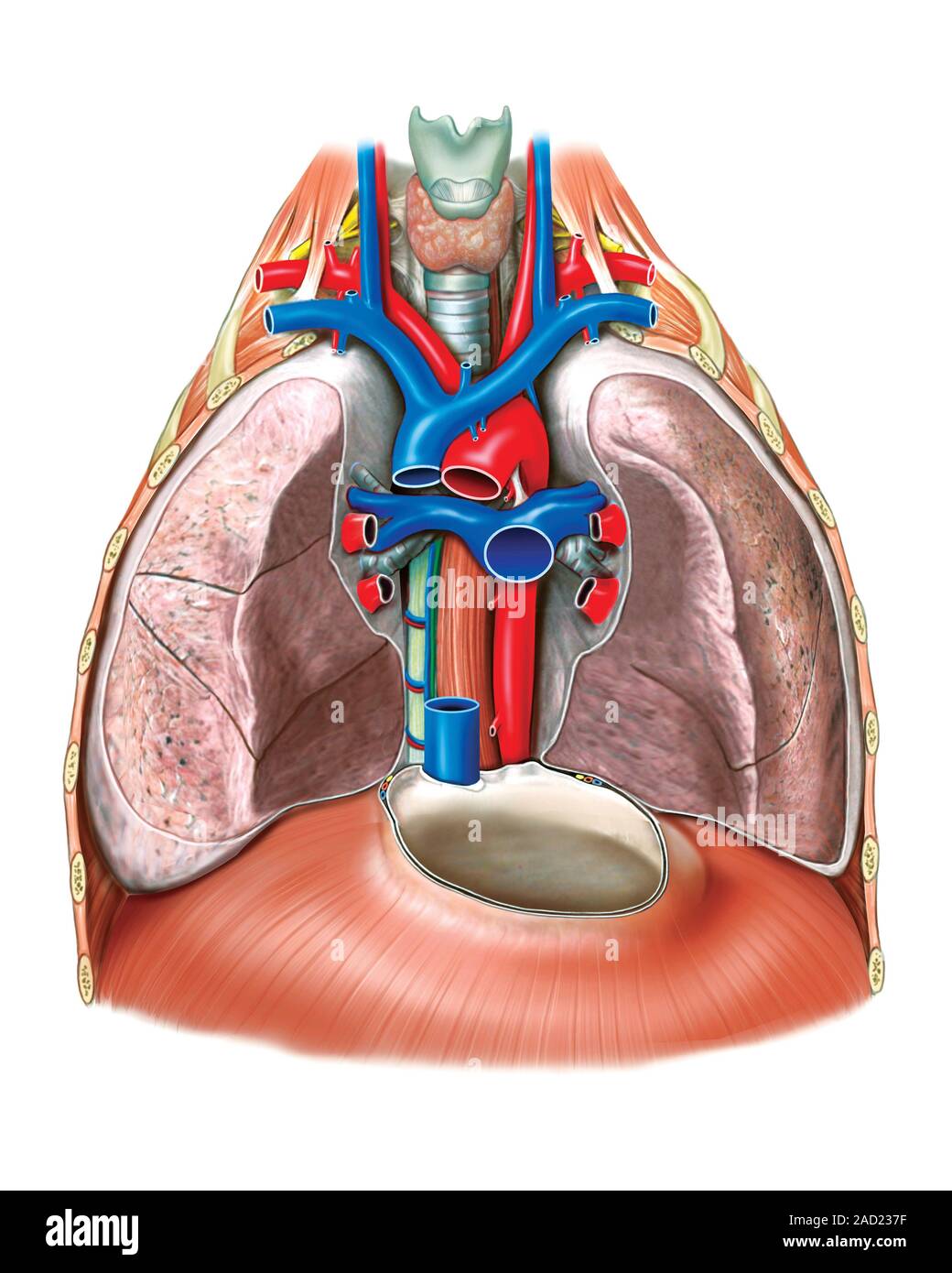 Illustration of the Superior Mediastinum. This Image of anterior view ...