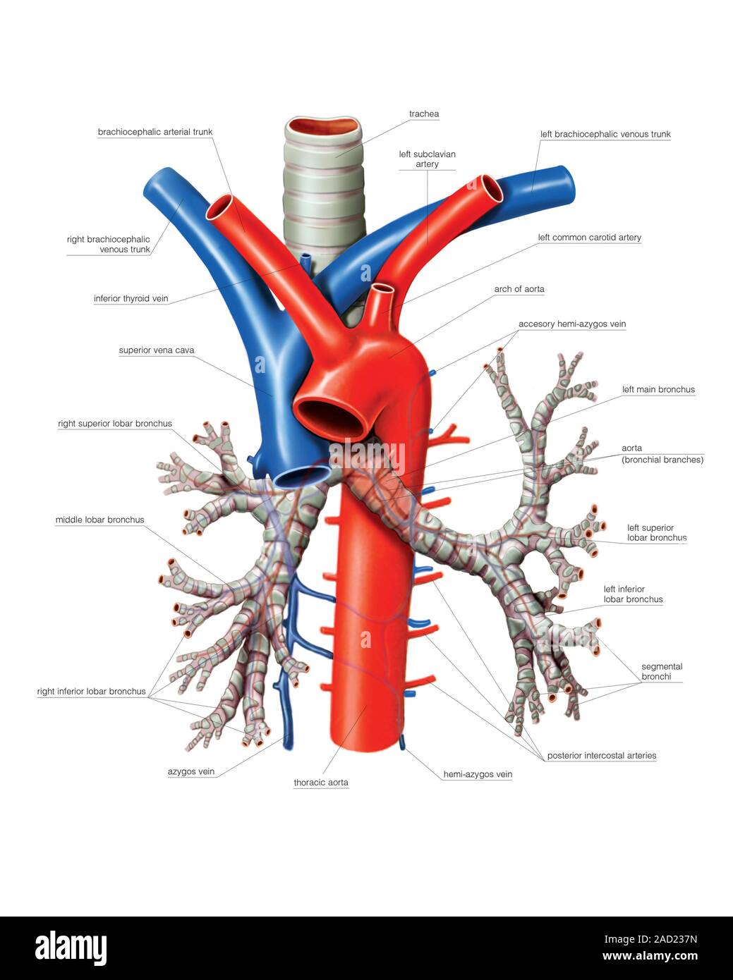 Illustration of the Vascular System, Trachea and Bronchi This Image of ...