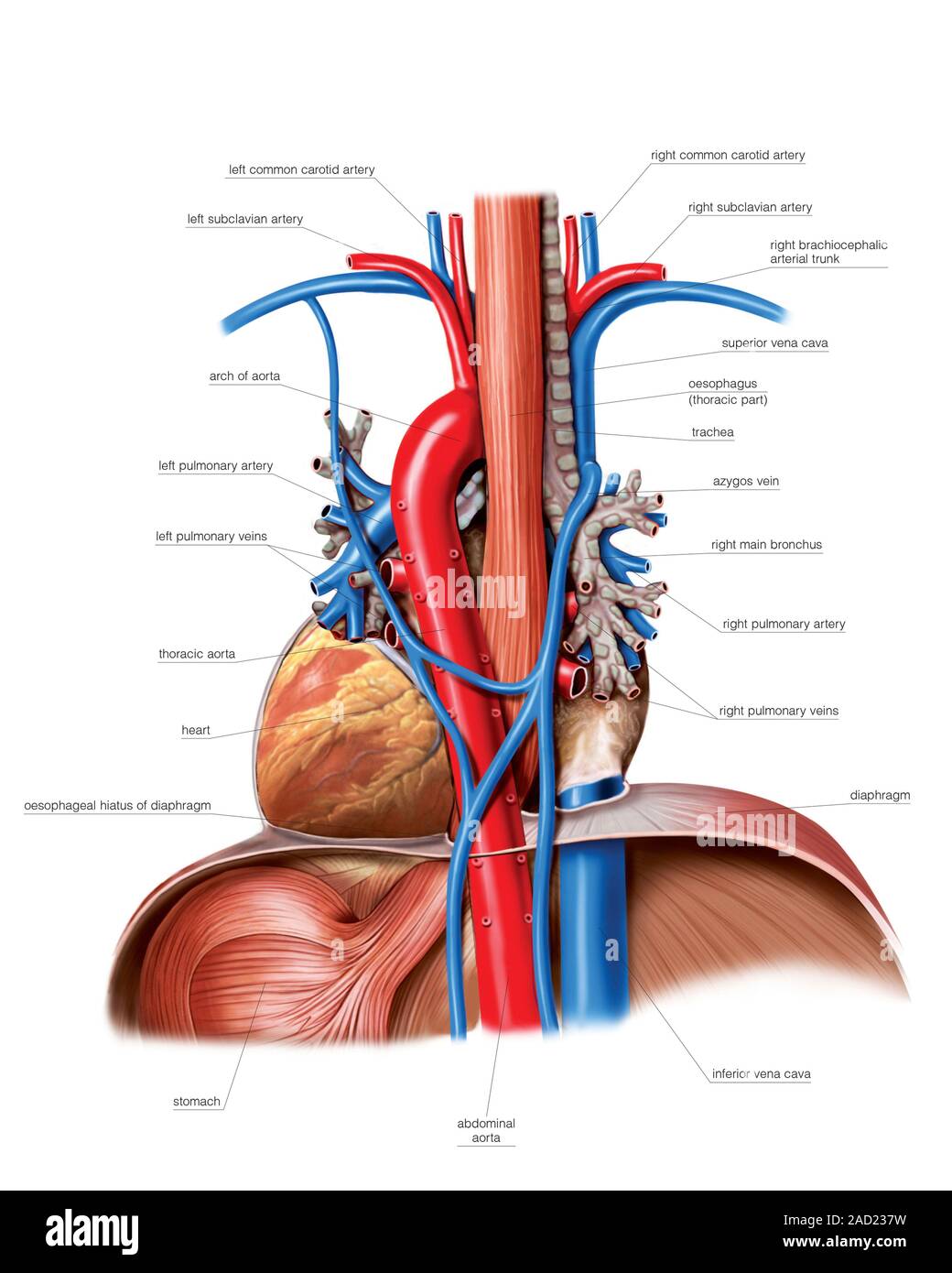 Illustration of the Vascular System, Lungs. This Image of posterior ...