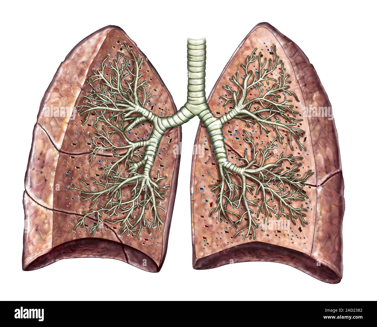 Illustration of the Lungs. This Image of internal view illustration is ...