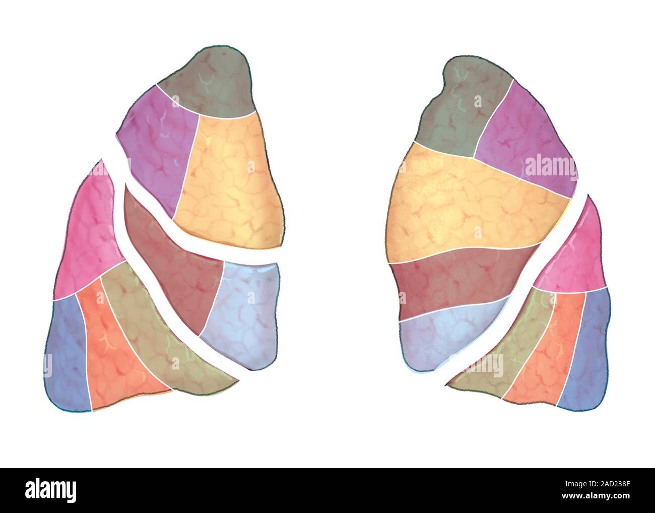 Illustration of the Lungs, Lobes and Segments. This illustration is ...
