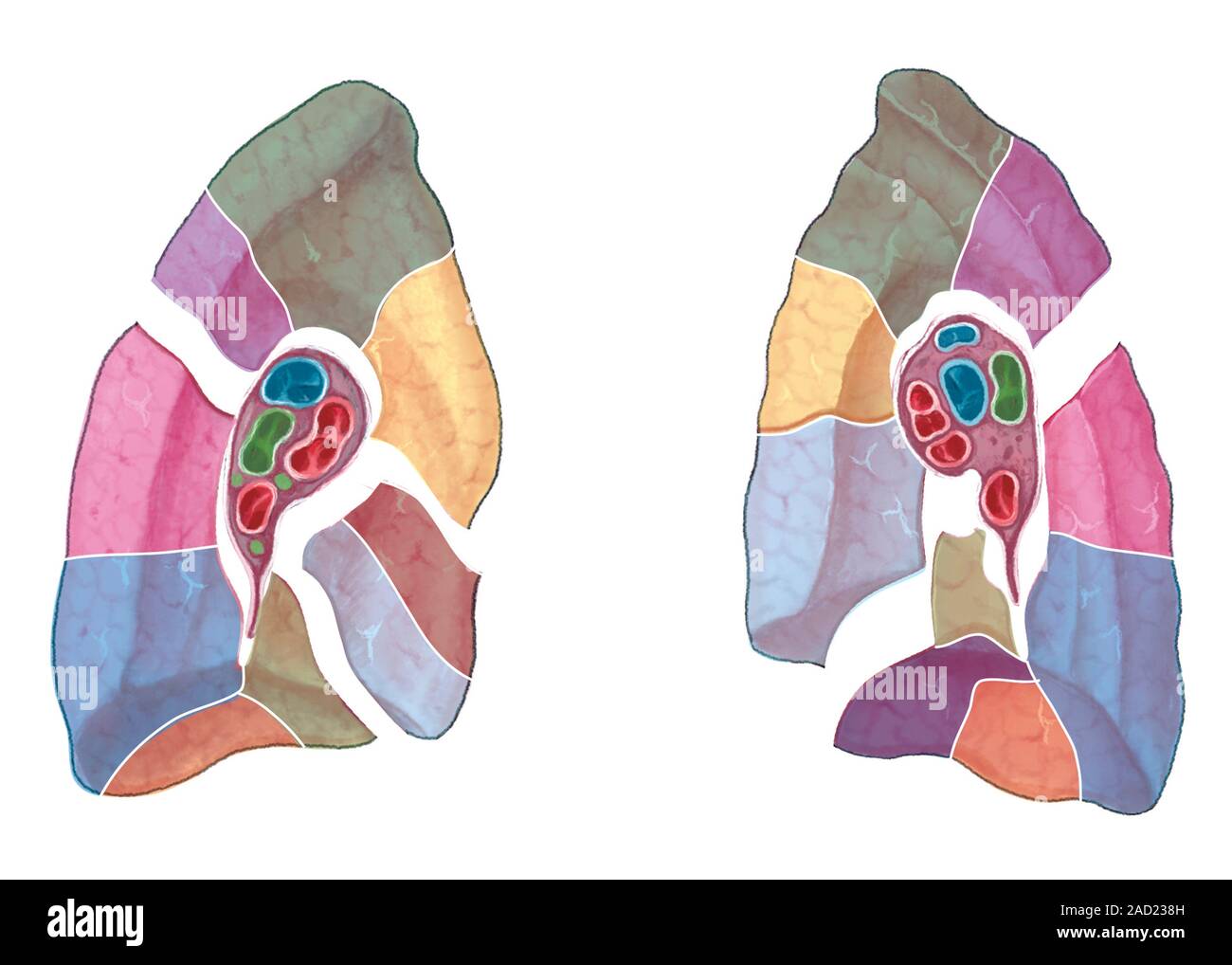 Illustration of the Lungs, Lobes and Segments. This illustration is ...
