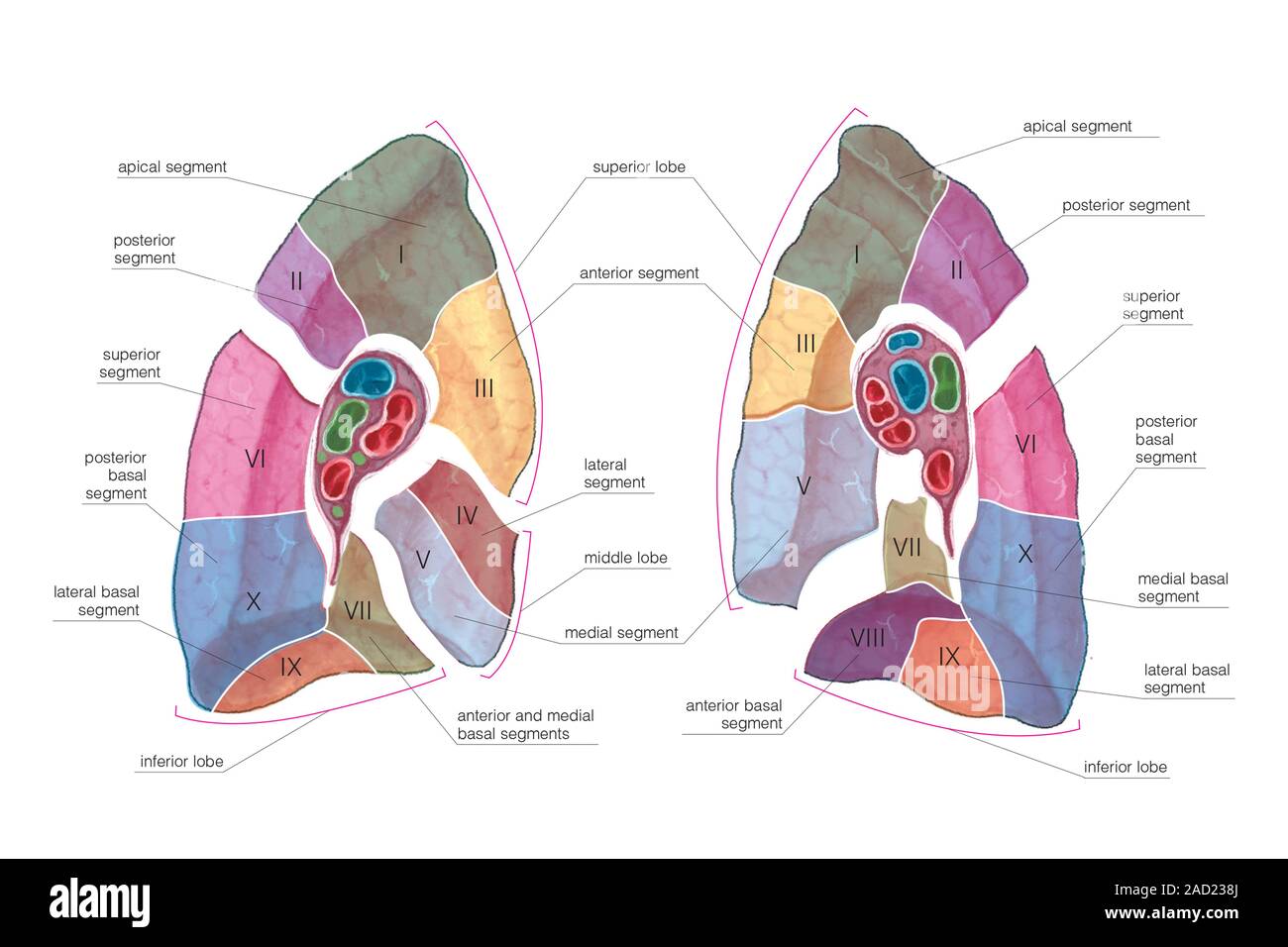 Illustration of the Lungs, Lobes and Segments. This Image labelled ...
